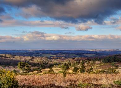 Ashdown Forest - Country Park in Forest Row, Forest Row - Wealden